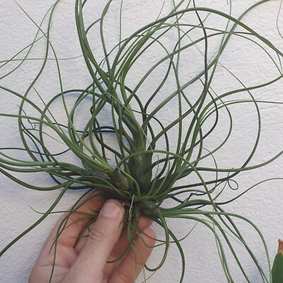 Tillandsia Butzii Clumb | eBay