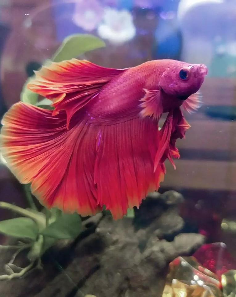 2x12 ml. Suma Betta Strong Scale Supplement For Fighting Fish Betta ...