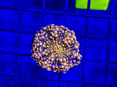 BEC Ultra Rainbow Yuma Mushroom Shroom WYSIWYG Live Coral Frag Soft ...