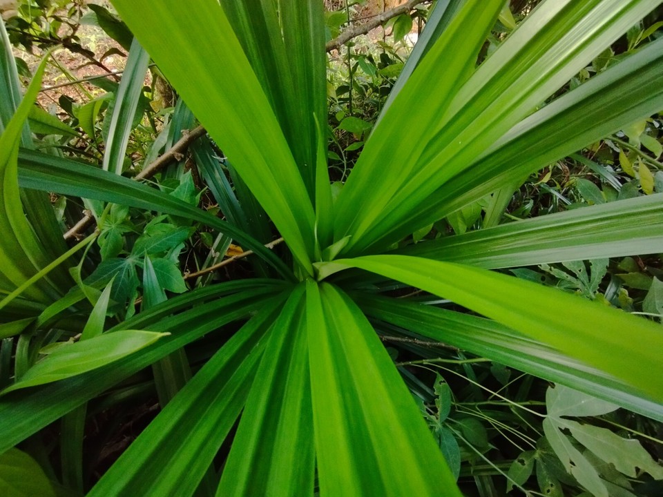 Half Dried Pandan Leaves Sri Lanken Rampe Leaves Spice Natural Pure 50g ...