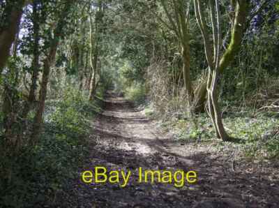 Photo 6x4 Track near Cowdown Farm Chalton/SU7316 This wooded track runs ...