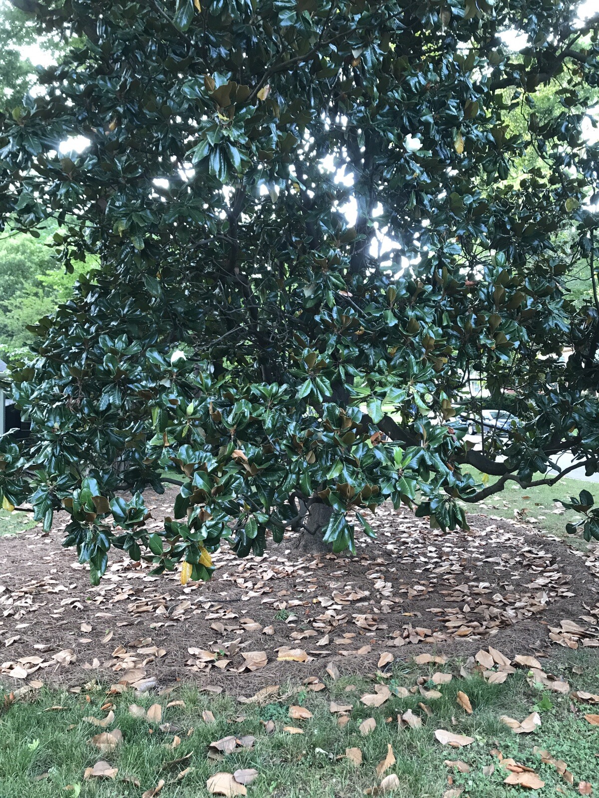 5 Gallons Organic Magnolia Leaves Heat Treated Pet Reptile Frog ...