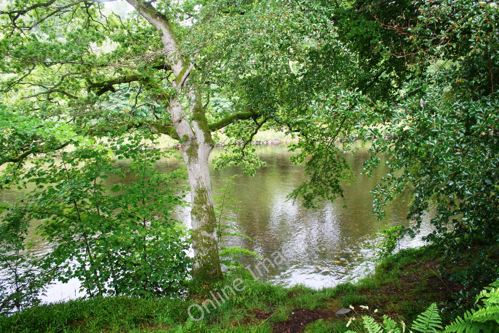 Photo 12x8 Tay by Grantully Grandtully The River Tay through trees on ...