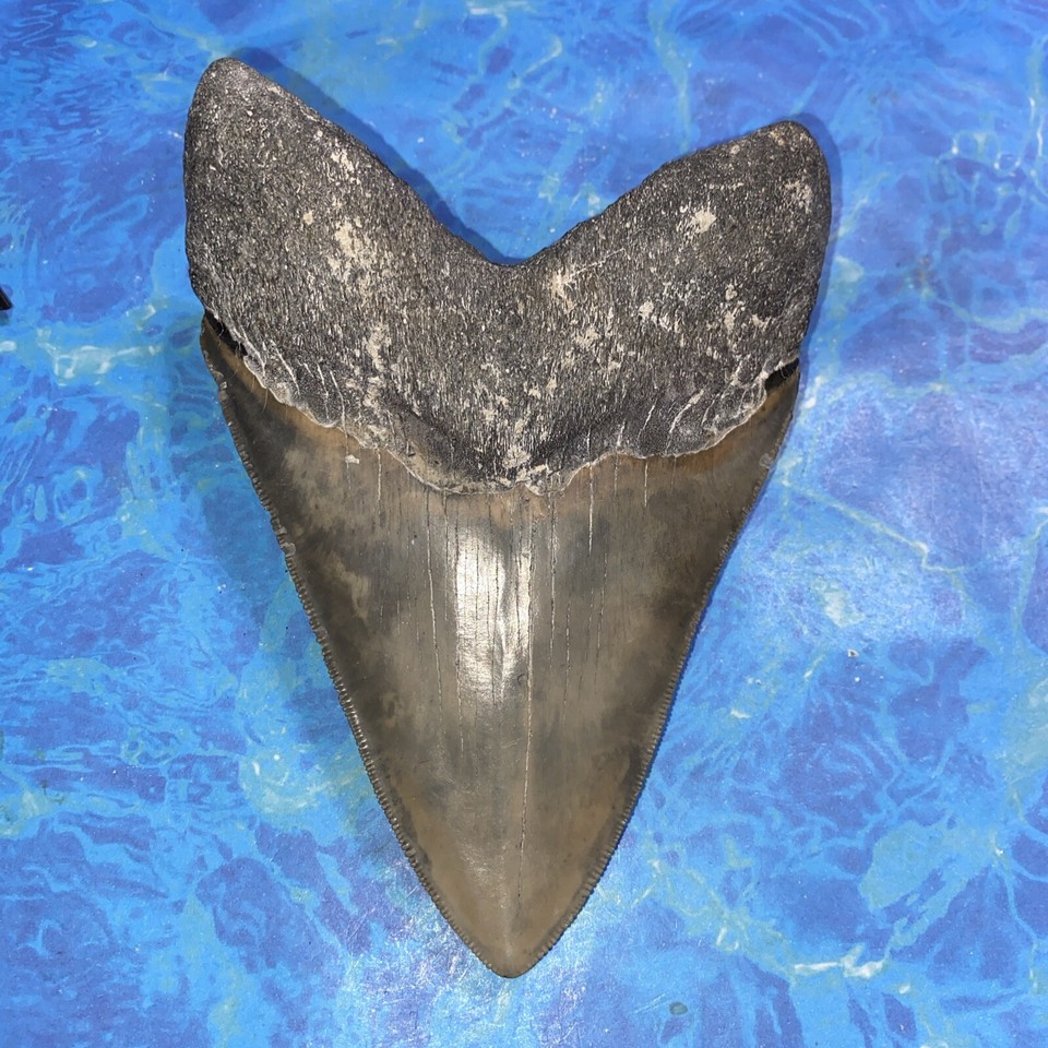 MEGALODON SHARK TOOTH 5.47” HUGE TEETH MEG SCUBA DIVER DIRECT FOSSIL NC ...