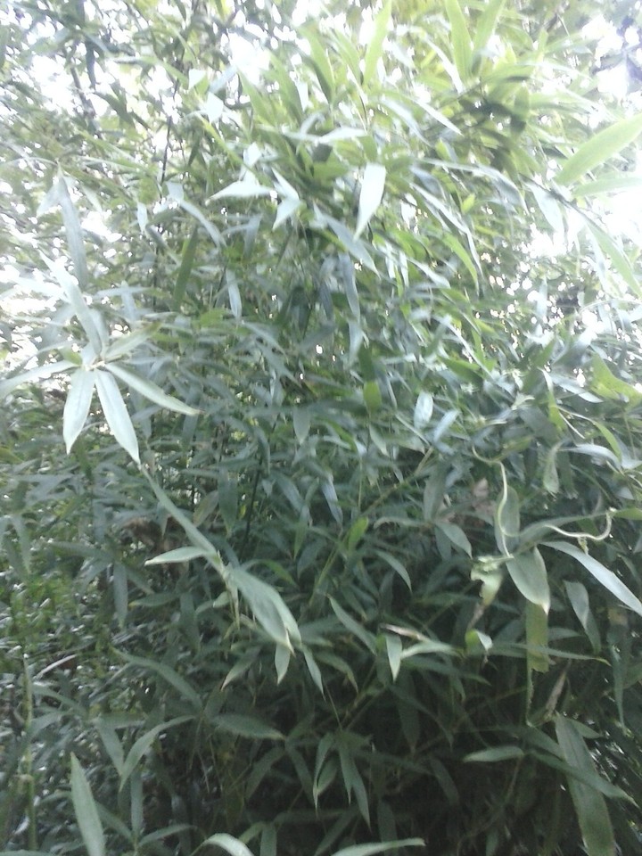 2 Bamboo/cane ""Arundinaria Gigantea" giant river cane(our native plant ...