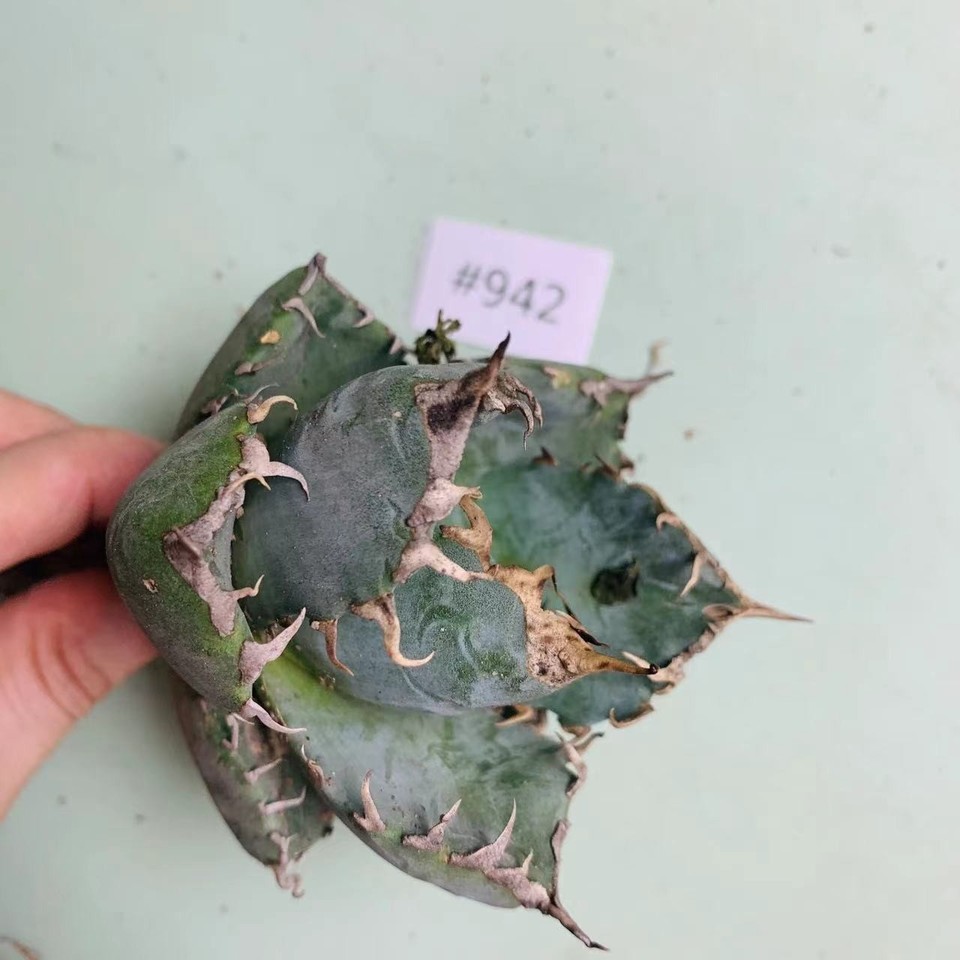 Sale Rare plant SucculentLive Agave titanota 'Magic Ball’ WYSIWYG ...