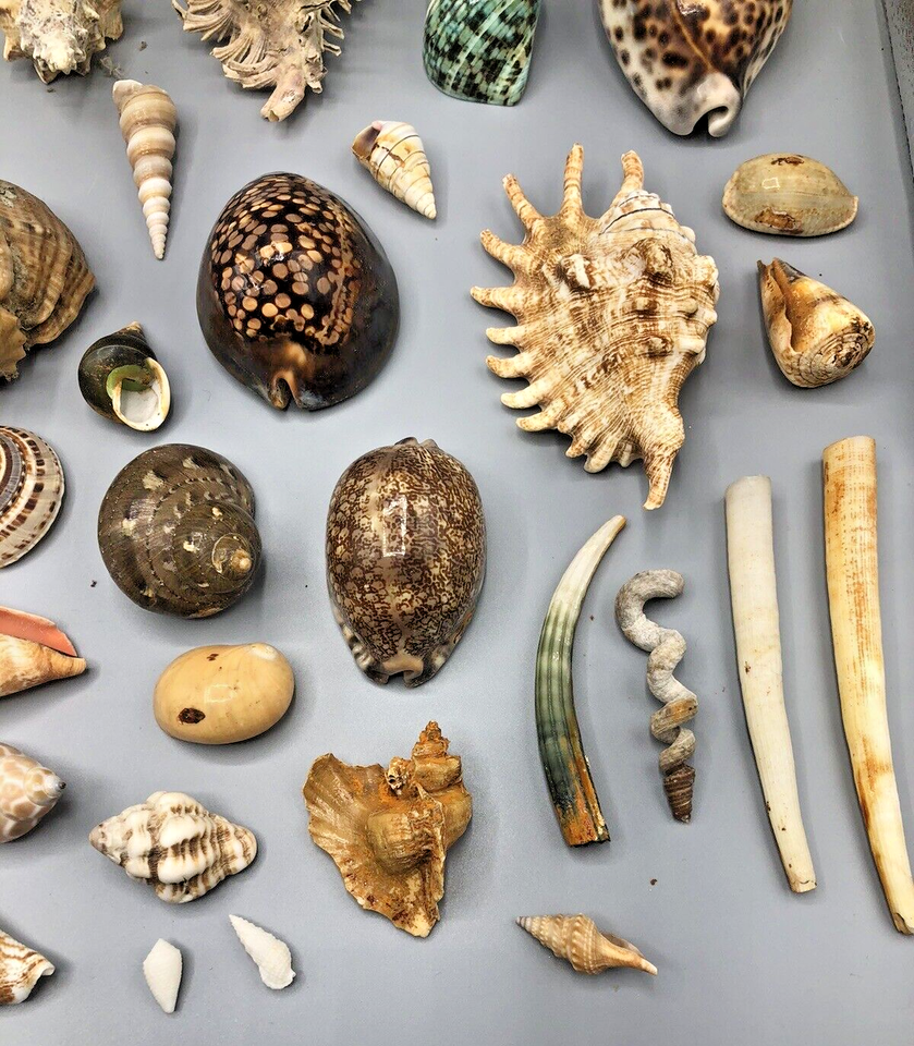 Ocean Sea Shell Lot Medium & Small Volute Spider Speckled Conch ...