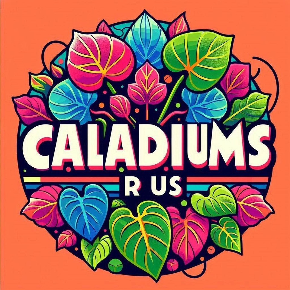 ZZ RAVEN Zamioculcas Glossy Black Foliage Plant Tropical | Colly Dolly ...