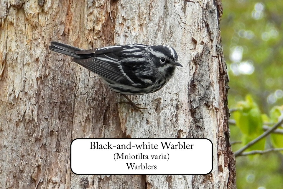 Backyard Birds of the Midwest Bird Identification Field Guide / Great ...