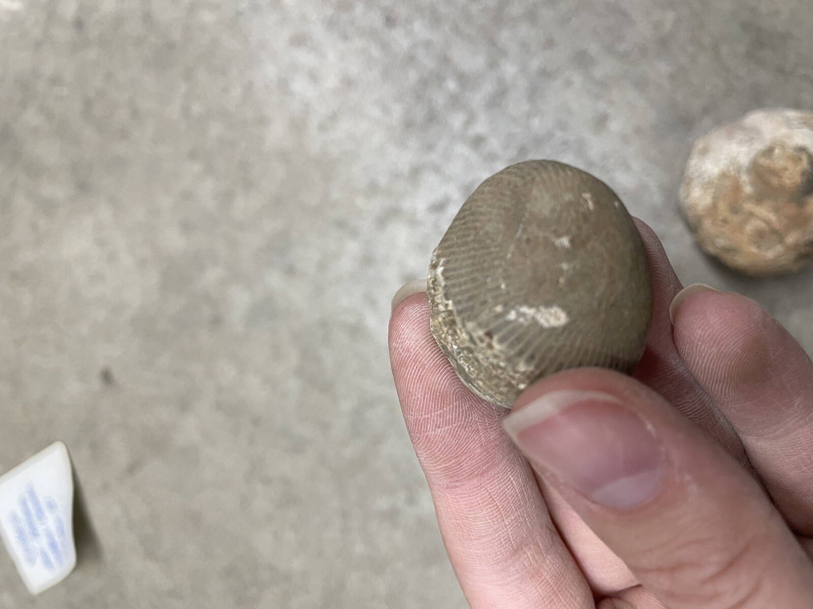 Polished chain coral halysites and other fossils | eBay