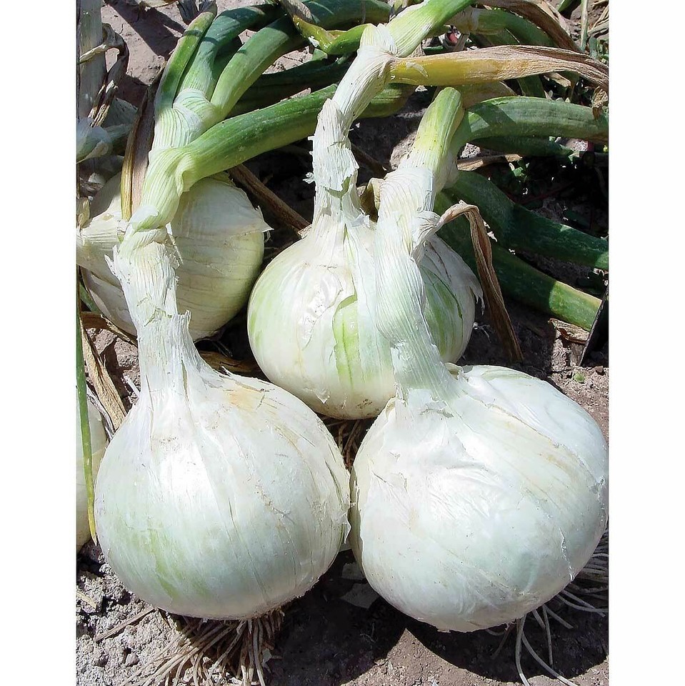 Snowball White Onion Sets (Bulbs) | Day Neutral Onions Seeds 2024 Fast ...