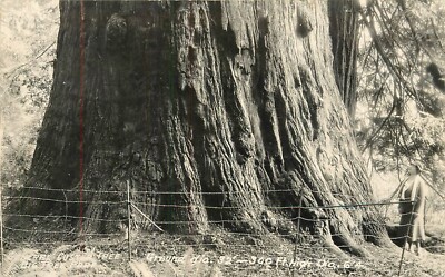 1936 General Custer Tree, Big Tree Park, California, Real Photo ...