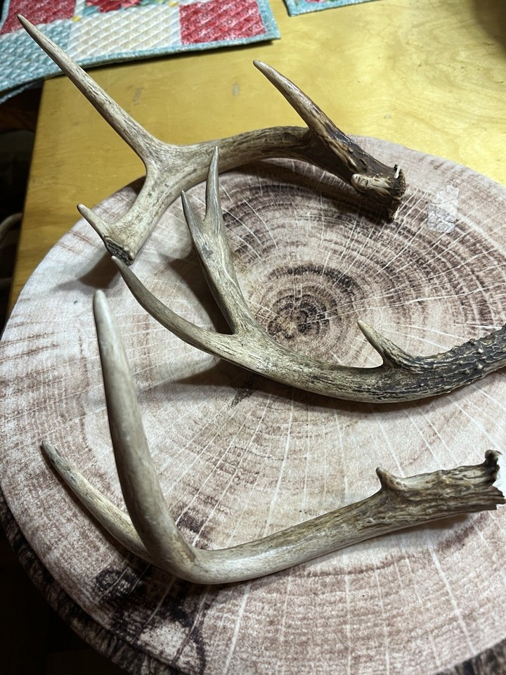Whitetail deer antlers -3 ea . = 1/lot individual solid/clean possible ...