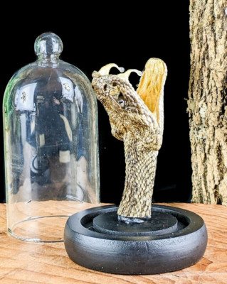 v32a Taxidermy Oddities Curiosities Rattlesnake Snake head Glass dome ...