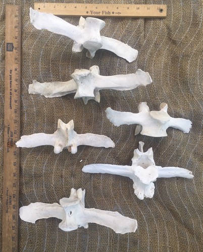 3 Cow Bovine Bones VERTEBRAE SACRAL Florida Sourced- | eBay
