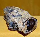 Two Faces Polished Petrified Agatized Wood Tree Trunk W Branch 3Lbs ...