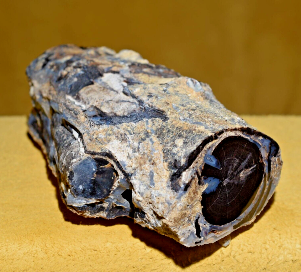 Two Faces Polished Petrified Agatized Wood Tree Trunk W Branch 3Lbs ...