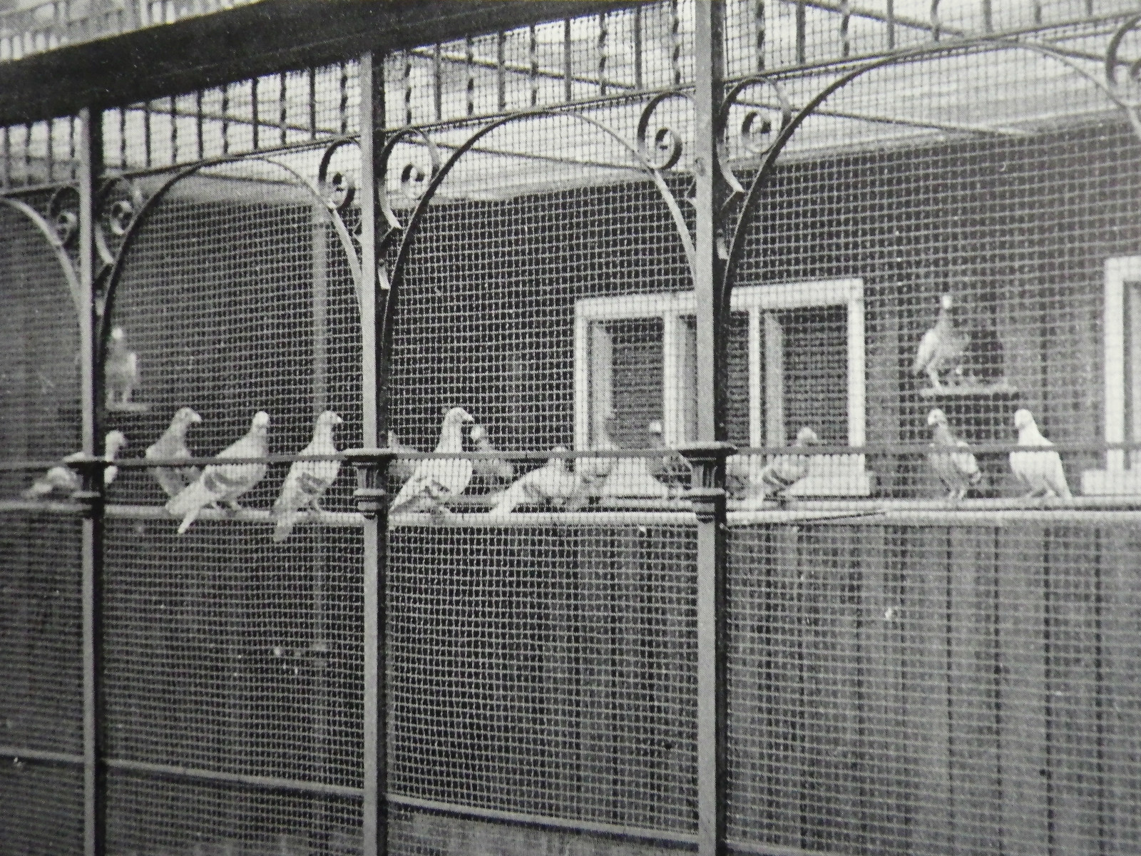Pigeon Loft for sale in UK | 63 second-hand Pigeon Lofts