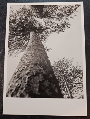 art postcard Alexander RODCHENKO Pine Trees Pushkin Park photo Met ...