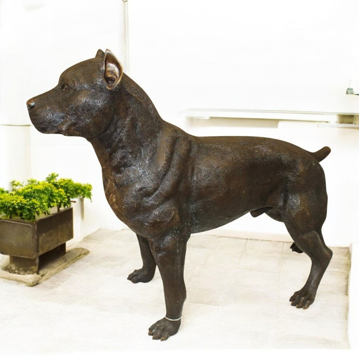 Caes Pitbull Bronzeados