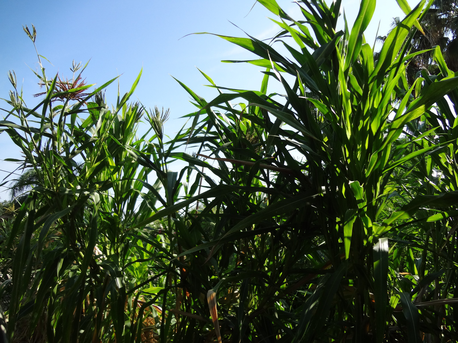 TEOSINTE Nitrogen-Fixing Corn Ancestor (Zea mays ssp. mex./parviglumis ...