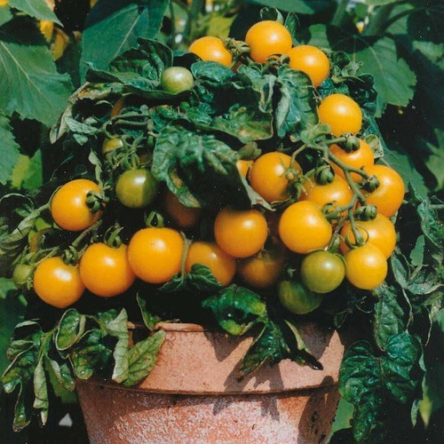 6 graines TOMATE CERISE JAUNE POUR POT AZTEK (Lyc. esc.)E222 CHERRY ...