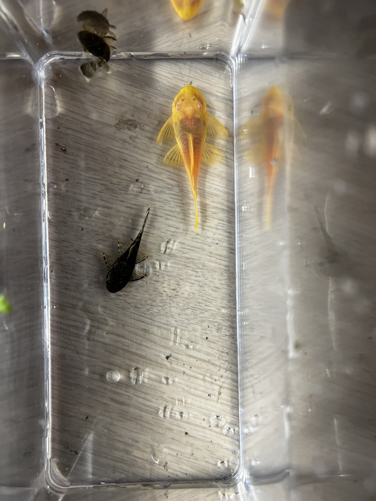 3x Chocolate bristlenose pleco .75-2 inch fish | eBay