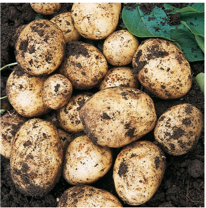 Certified Seed Potatoes -Scottish Basic Seed Potatoes X12 Tubers for ...