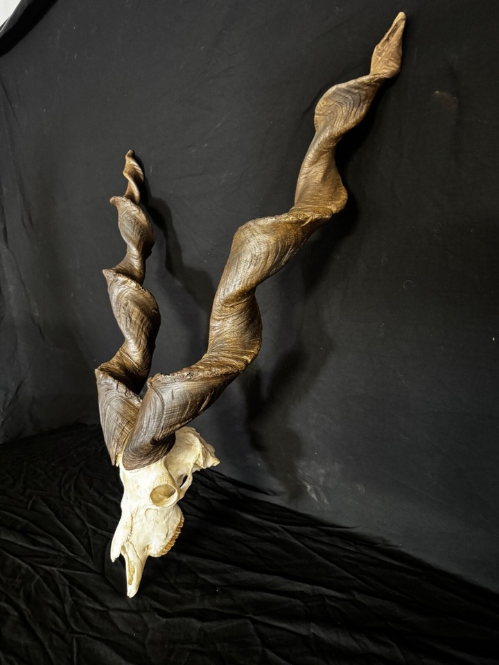 GIANT Markor Bighorn Sheep ram reproduction Horns Antler Deer Antlers ...