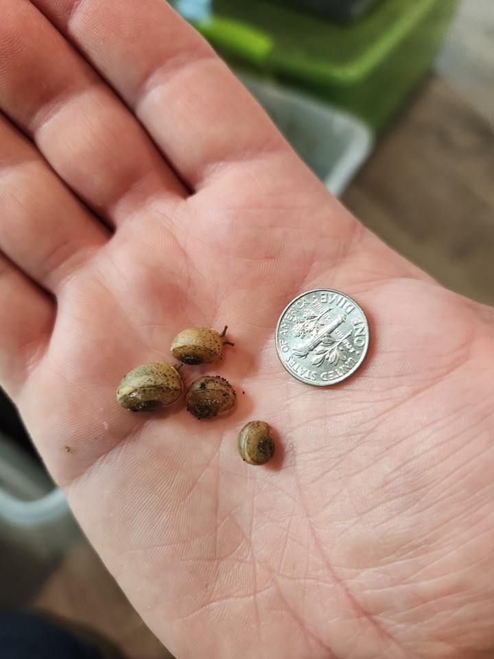 2 Hatchling Turkish Live Land Snails Helix Lucorum Fast Free 2 Day Ship ...