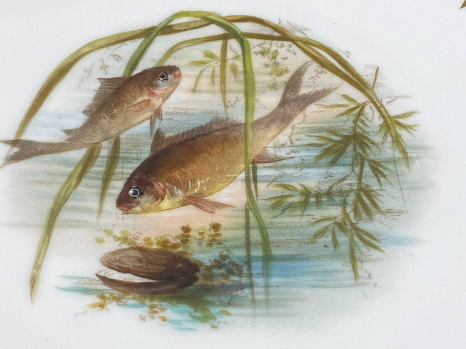 Set of 5 Designs ~ Gilman Collamore & Co New York" FISH" Cabinet Plates ...