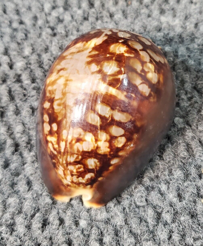 Cypraea Sea Shell Dark Leopard Tiger Pattern 3.25 Inches (82mm) Vtg | eBay