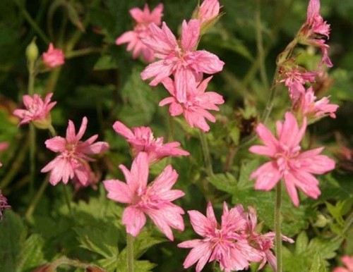 GERANIUM x oxonianum 'Southcombe Double' Hardy Perennial Plant - ex 9cm ...