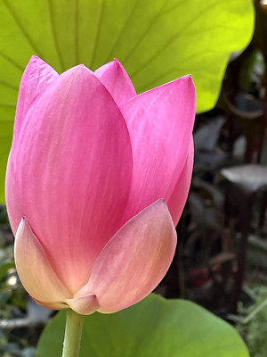 pink lotus | eBay