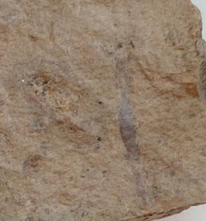 First Land Plant Fossil