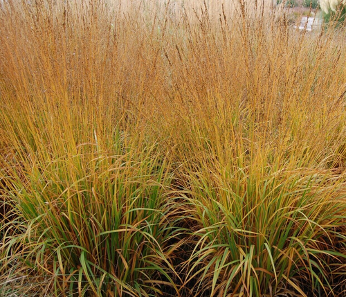 Tall Moor Grass - Molinia caerulea arundinacea - 20 Seeds - Native UK ...