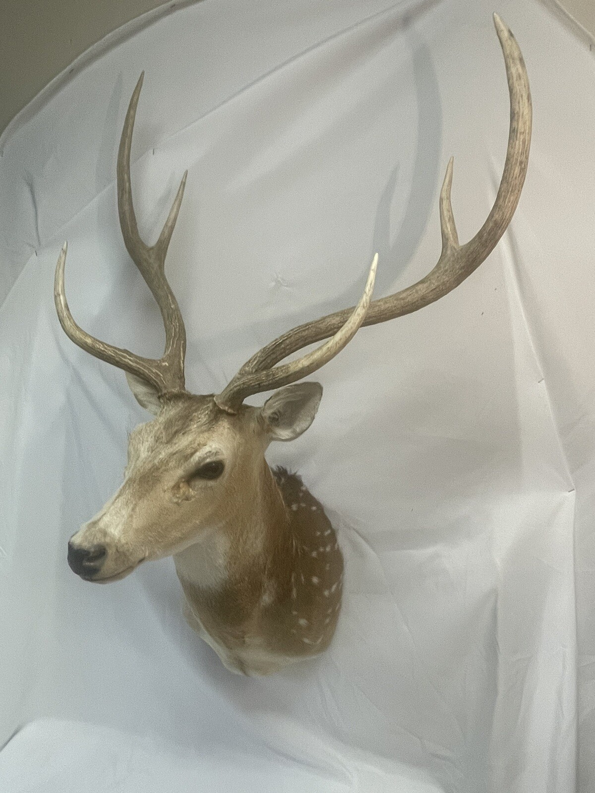Exotic Axis Deer Head Shoulder Mount Taxidermy Whitetail Antler Mule ...