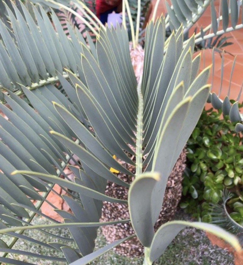 Encephalartos Eugene-Maraisii WATERBERG CYCAD Ice Blue Cycads Nursery ...
