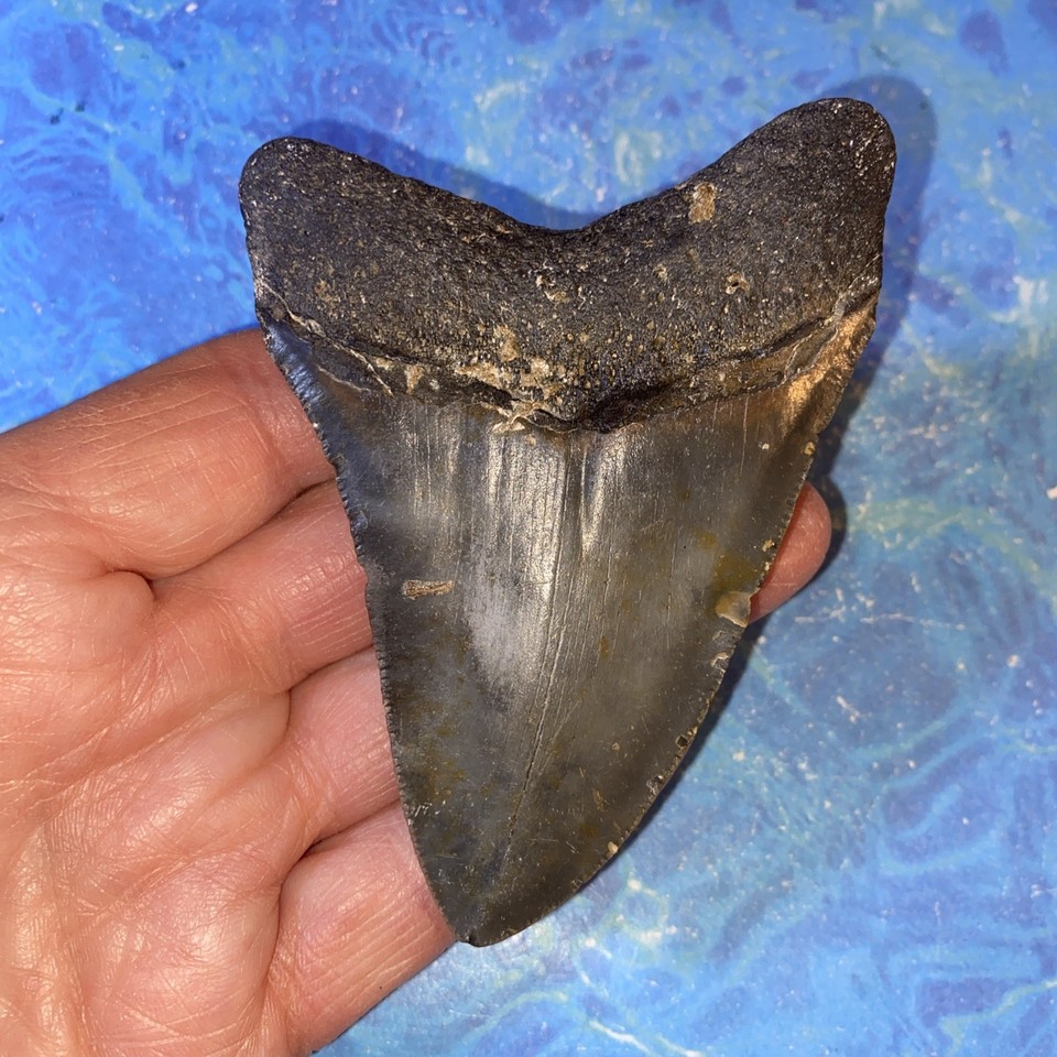 MEGALODON SHARK TOOTH 3.68” HUGE TEETH MEG SCUBA DIVER DIRECT FOSSIL NC ...