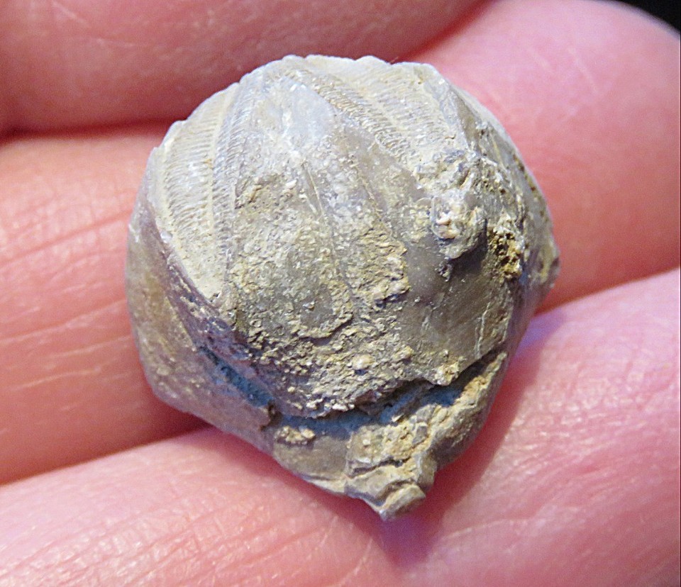 Blastoid Fossil- 3/4"- Pyriformis pentremites- Mississippian- Morill ...