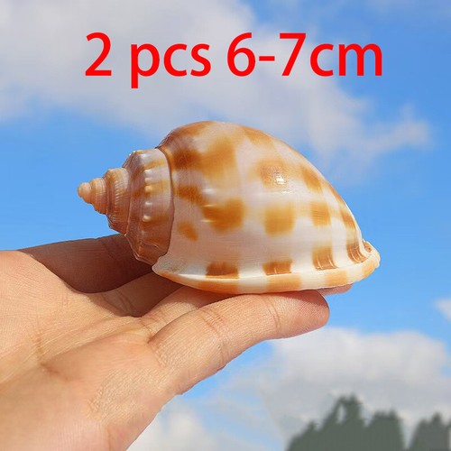 2pcs 6-7cm Natural Conch Sea Shells Rare Clam Fish Tank Aquarium DIY ...