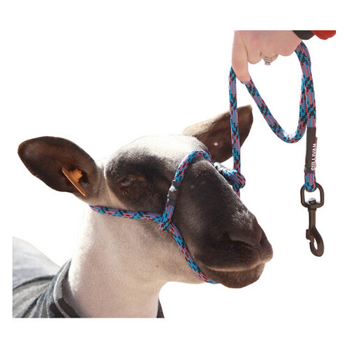 Sheep Halter with Snap Lead Black/Pink/Teal (Blue Fusion) 1 Count ...