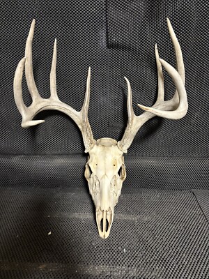 Great Wild 10 Point Whitetail Deer Shed Antler Full Skull Rack Horns | eBay