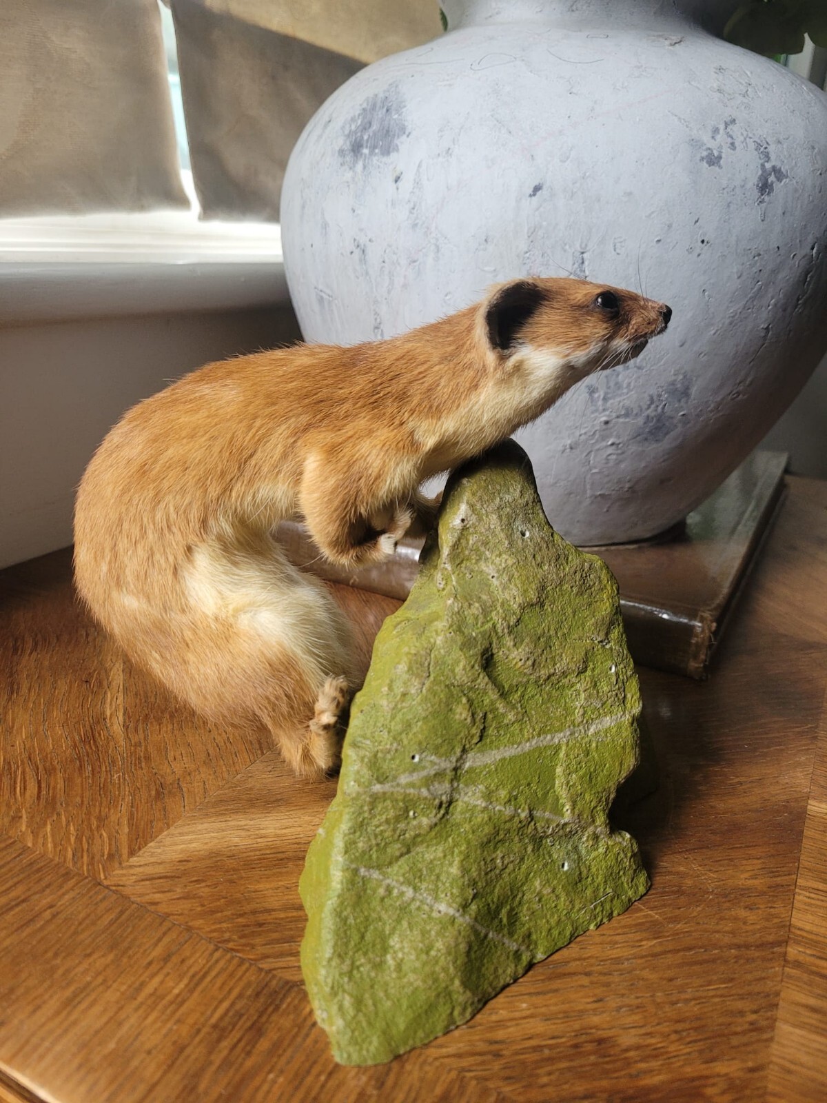 Taxidermy small stoat weasel beech marten Super Cute Unusual Curio ...