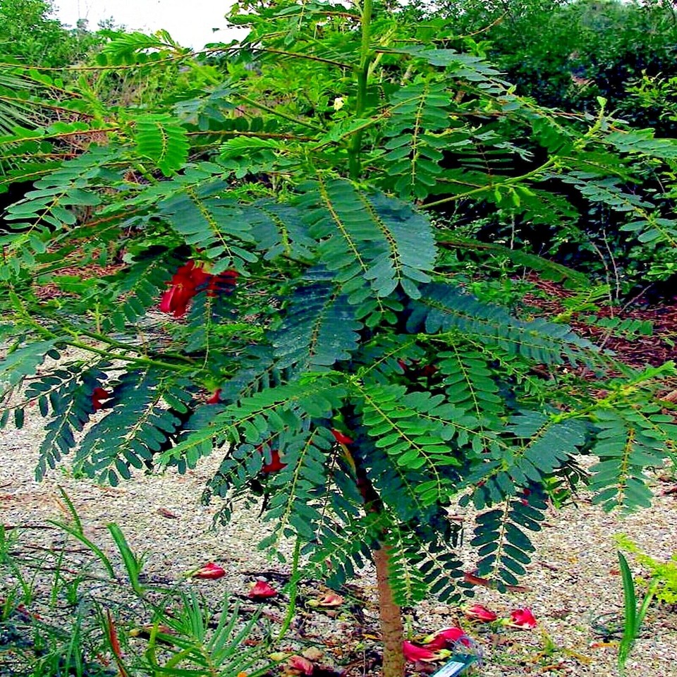 20 Hummingbird Tree Seeds (Sesbania grandiflora) "Agati" Flower Plant ...