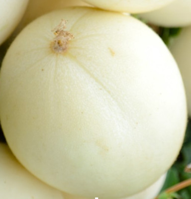 MELON BLANCO tipo RIBATEJO 260 semillas seeds | eBay