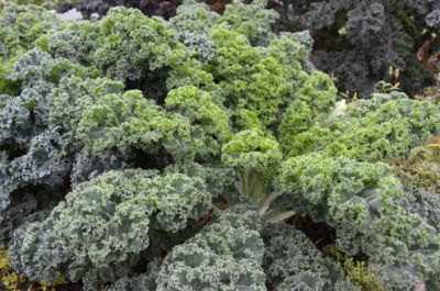 Vates Blue Curled Kale - 50+ seeds - FINE and NICE! B 015 | eBay