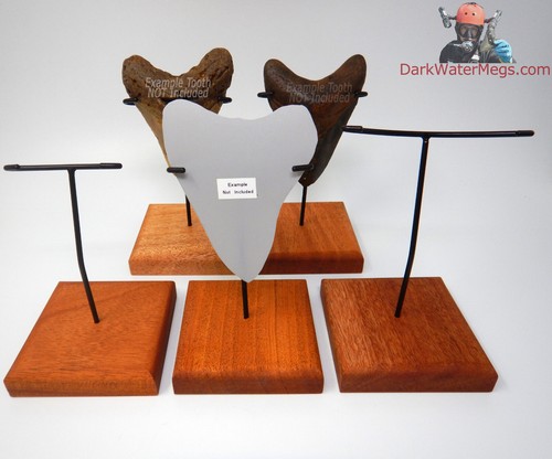 Mahogany Megalodon Shark Tooth Display Stand XL - Wood Base - Metal ...
