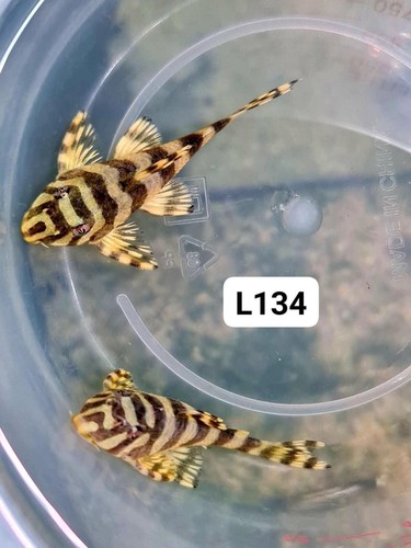 L134 Pleco Live (Size 5 - 6cm) Leopard Frog Pleco - High Quality - USA ...