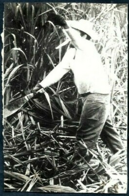 VINTAGE REVOLUTION IMAGE CUTTING SUGAR CANE FIDEL CASTRO CUBA 1960s ...